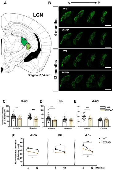 Mesoscopic Mapping of Visual Pathway in a Female 5XFAD Mouse Model of Alzheimer’s Disease