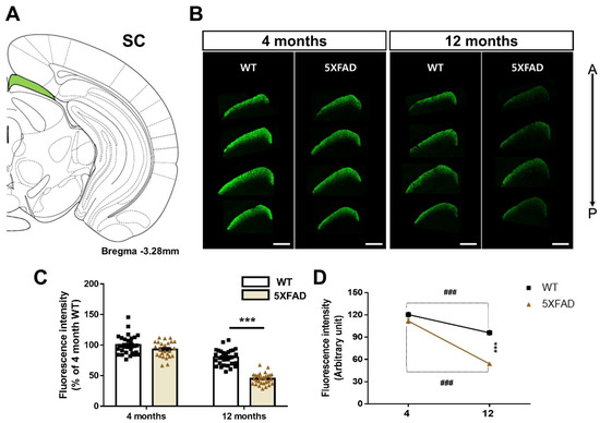 Mesoscopic Mapping of Visual Pathway in a Female 5XFAD Mouse Model of ...