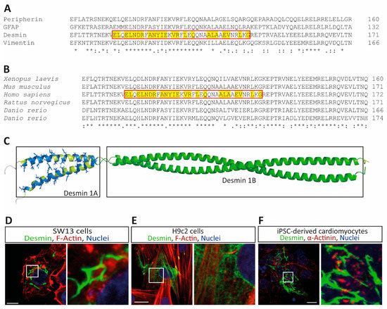 The N-Terminal Part of the 1A Domain of Desmin Is a Hot Spot Region for ...