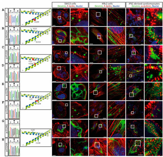 The N-Terminal Part of the 1A Domain of Desmin Is a Hot Spot Region for ...
