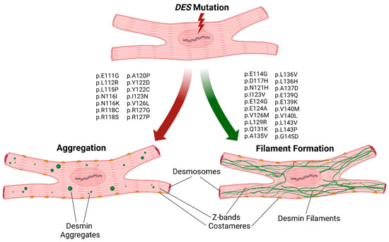 The N-Terminal Part of the 1A Domain of Desmin Is a Hot Spot Region for ...