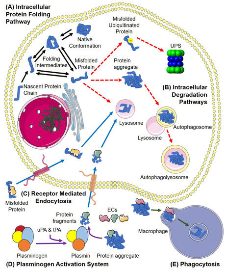 The Emerging Roles of Extracellular Chaperones in Complement Regulation