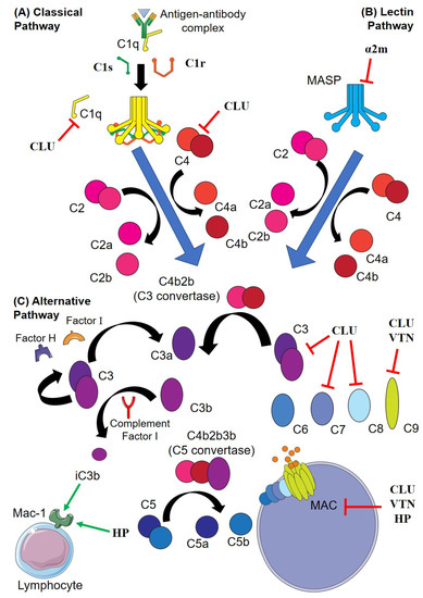 The Emerging Roles of Extracellular Chaperones in Complement Regulation