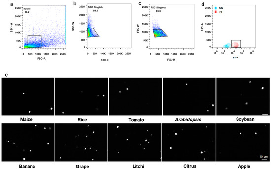 Cells | Free Full-Text | Systematic Methods for Isolating High Purity ...
