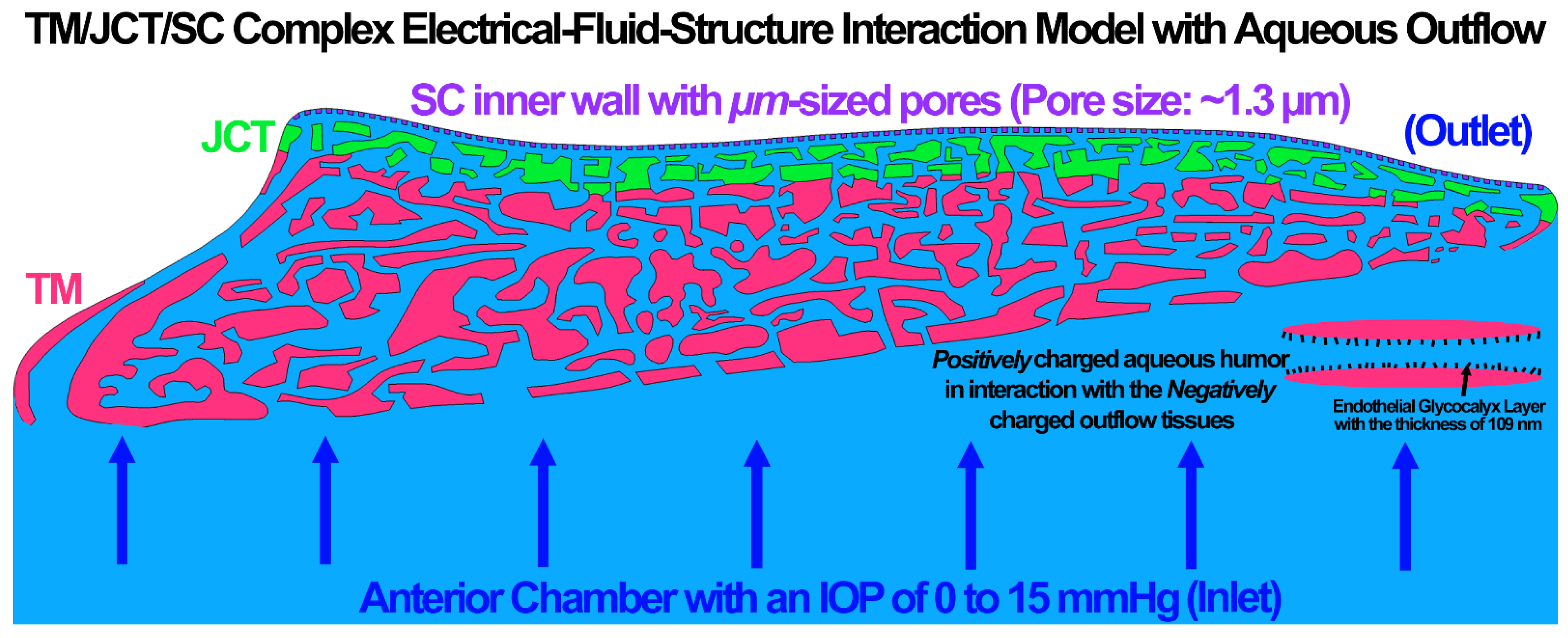 Modeling the Endothelial Glycocalyx Layer in the Human Conventional ...