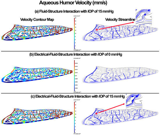 Modeling the Endothelial Glycocalyx Layer in the Human Conventional ...