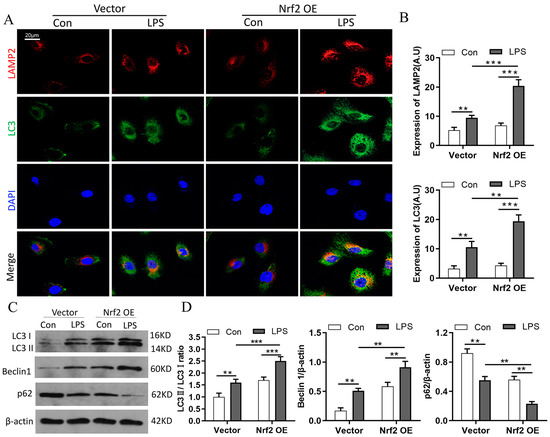 Nrf2 Deficiency Exacerbated CLP-Induced Pulmonary Injury and ...
