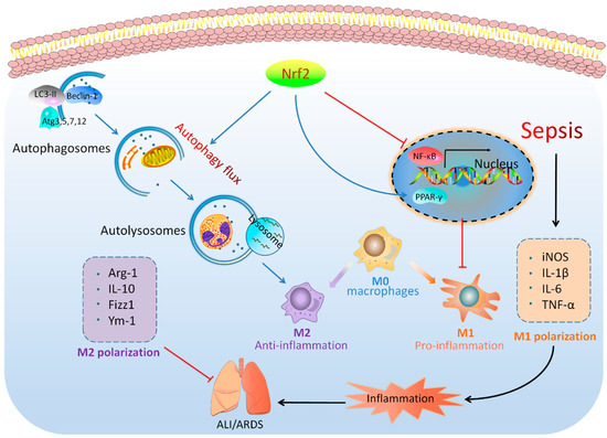 Nrf2 Deficiency Exacerbated CLP-Induced Pulmonary Injury and ...