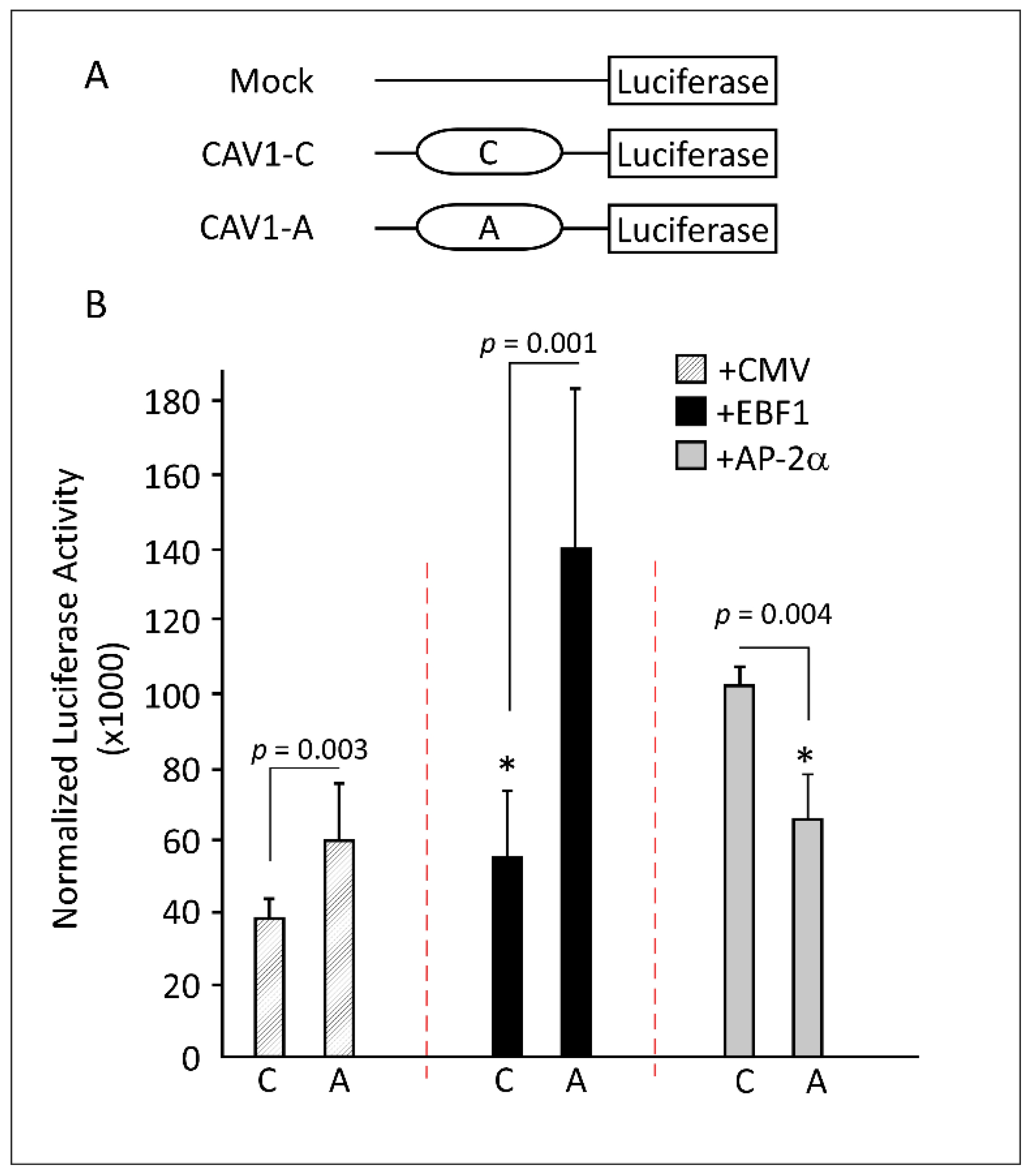 Caveolin-1 rs1997623 Single Nucleotide Polymorphism Creates a New ...