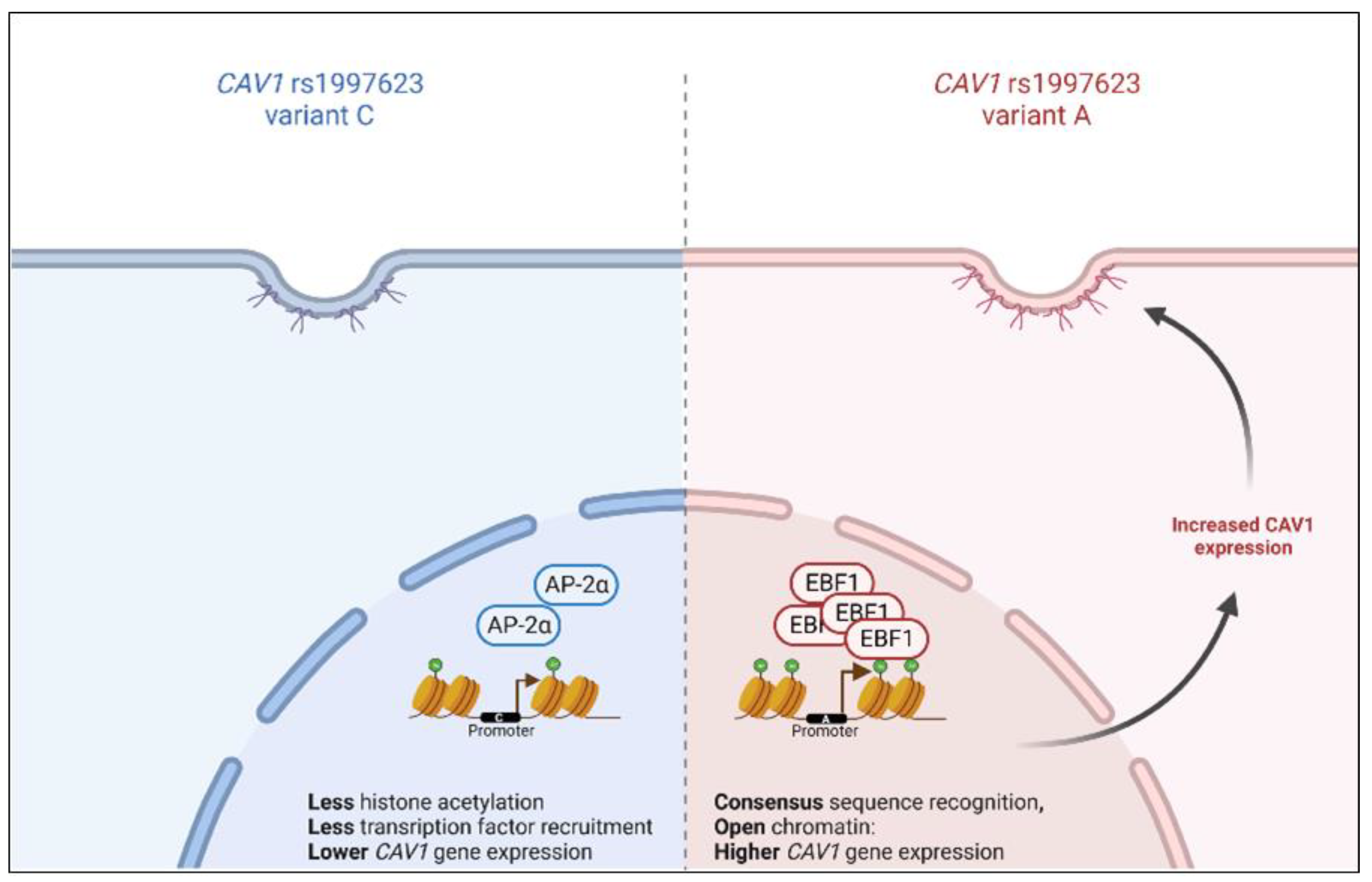 Caveolin-1 rs1997623 Single Nucleotide Polymorphism Creates a New ...