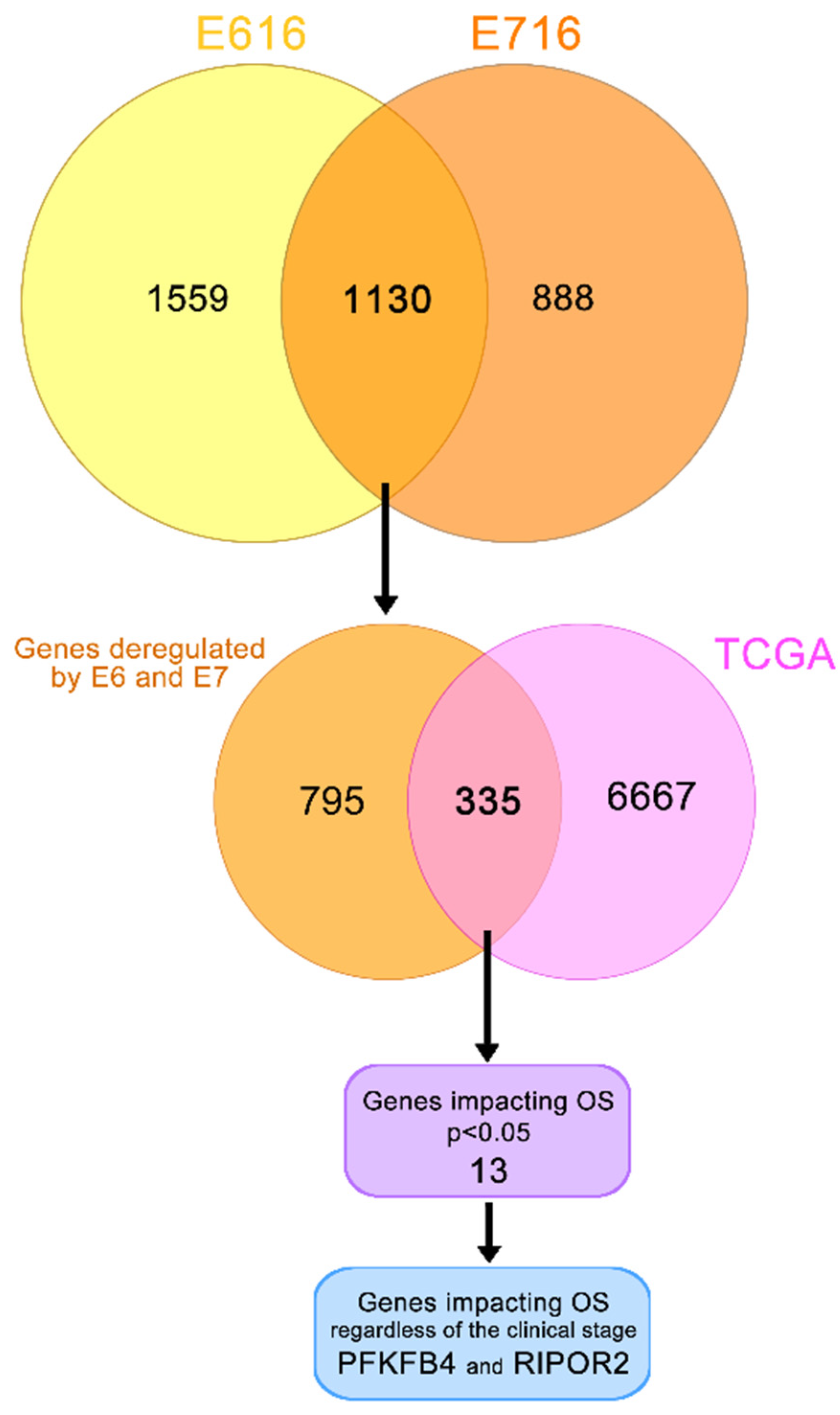 Cells Free Full Text Ripor2 Expression Decreased By Hpv 16 E6 And