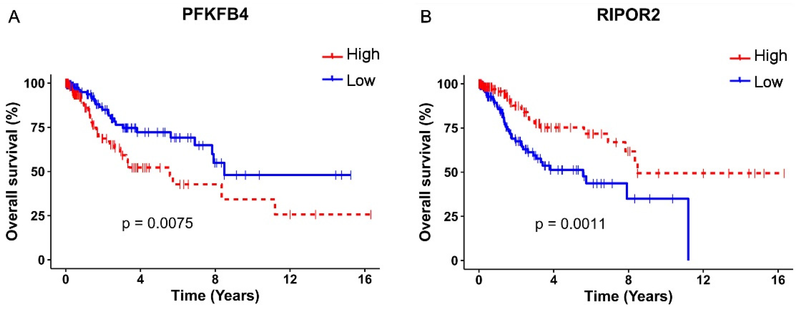 Cells Free Full Text Ripor2 Expression Decreased By Hpv 16 E6 And