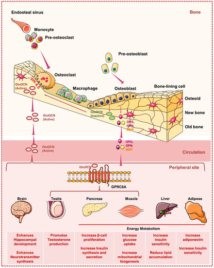 Cells | Free Full-Text | Osteometabolism: Metabolic Alterations in Bone Pathologies