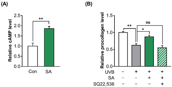 Activation of OR10A3 by Suberic Acid Promotes Collagen Synthesis in UVB ...