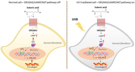 Activation of OR10A3 by Suberic Acid Promotes Collagen Synthesis in UVB ...