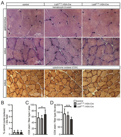 Cells | Free Full-Text | In Adult Skeletal Muscles, the Co-Receptors of ...