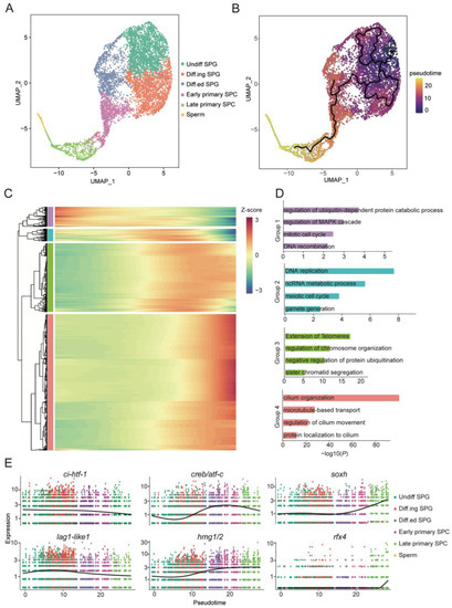 Cells Free Full Text Single Cell Rna Sequencing Of The Testis Of