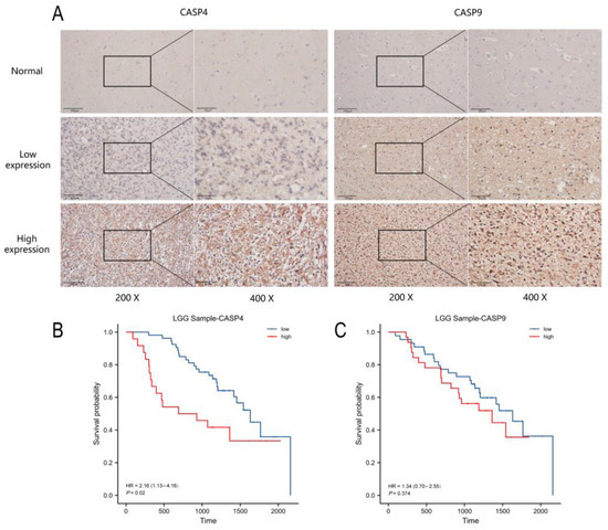 Systematic Analysis of a Pyroptosis-Related Signature to Predict the ...