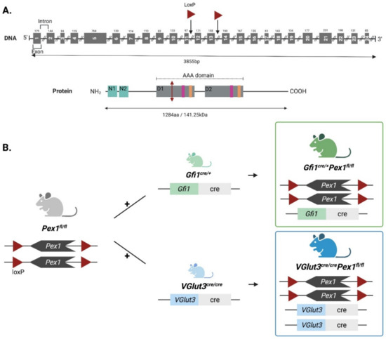 Loss of Pex1 in Inner Ear Hair Cells Contributes to Cochlear ...