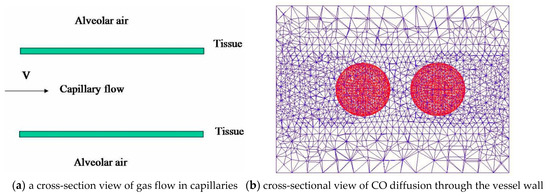 Modeling of Red Blood Cells in Capillary Flow Using Fluid–Structure ...