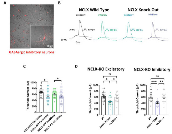 CKII Control of Axonal Plasticity Is Mediated by Mitochondrial Ca2+ via Mitochondrial NCLX