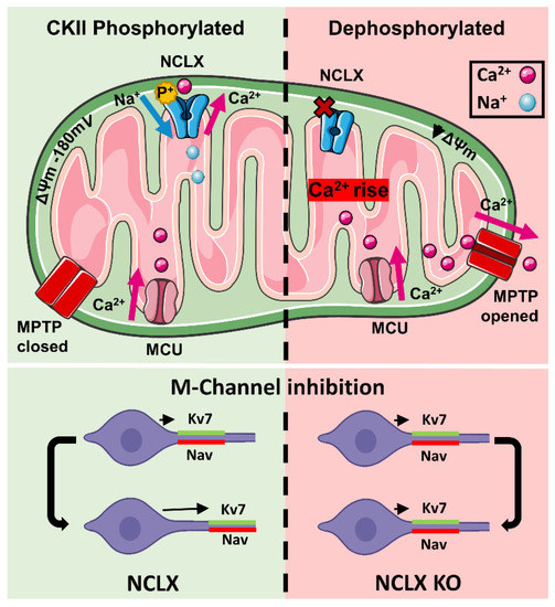 CKII Control of Axonal Plasticity Is Mediated by Mitochondrial Ca2+ via Mitochondrial NCLX