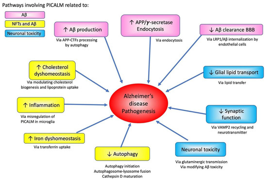 PICALM and Alzheimer’s Disease: An Update and Perspectives
