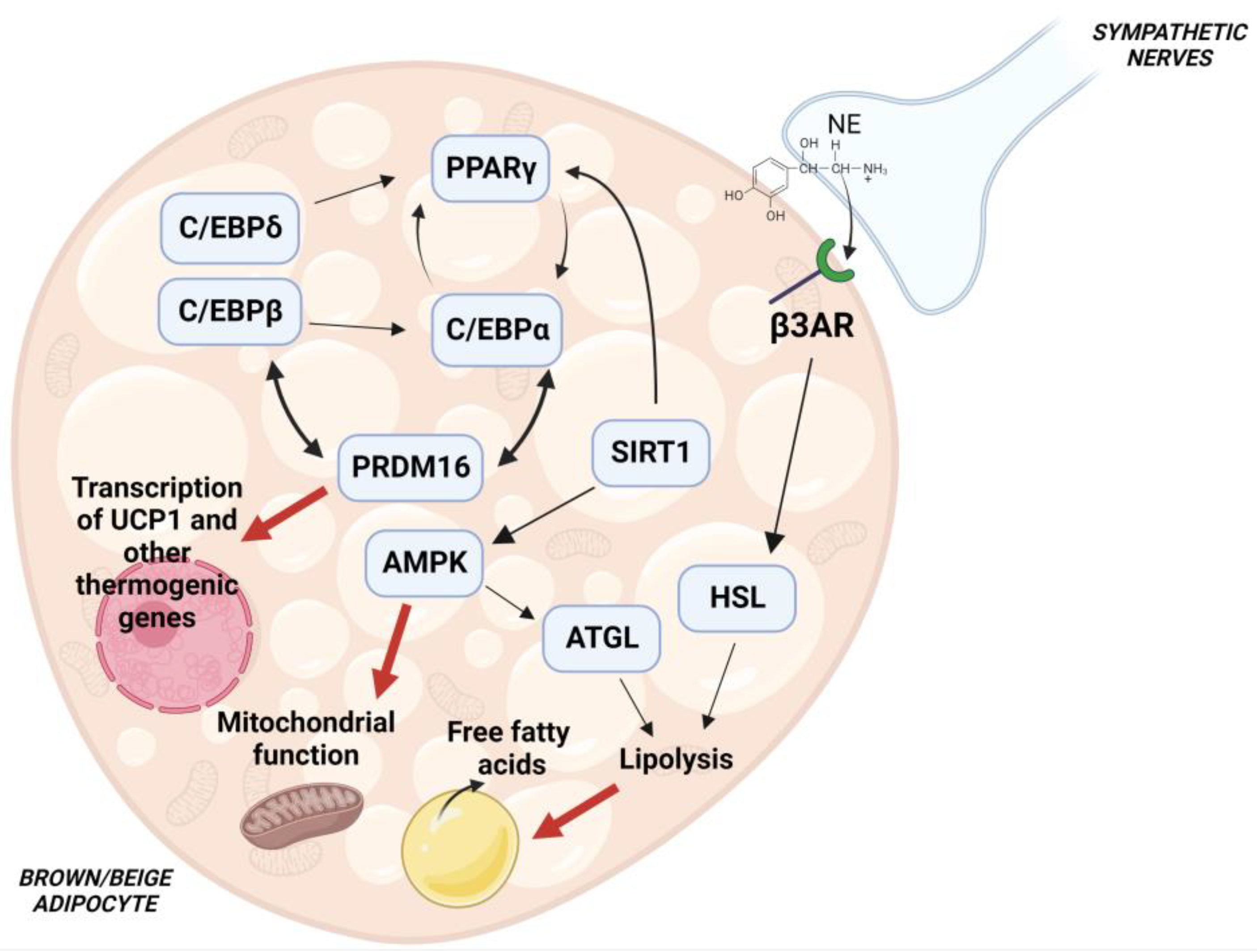 Nutraceuticals in Brown Adipose Tissue Activation