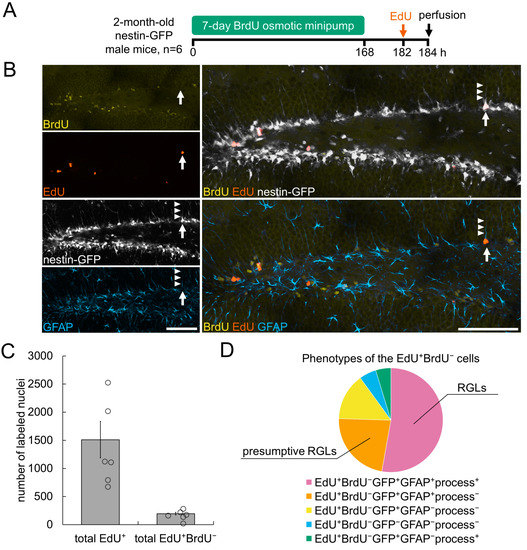 Detection of De Novo Dividing Stem Cells In Situ through Double ...