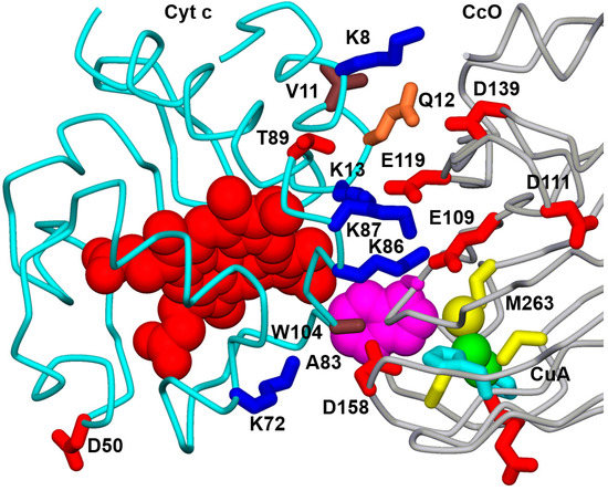 Accelerated Evolution of Cytochrome c in Higher Primates, and ...