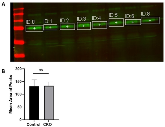 Selective Menin Deletion in the Hippocampal CA1 Region Leads to Disruption of Contextual Memory ...