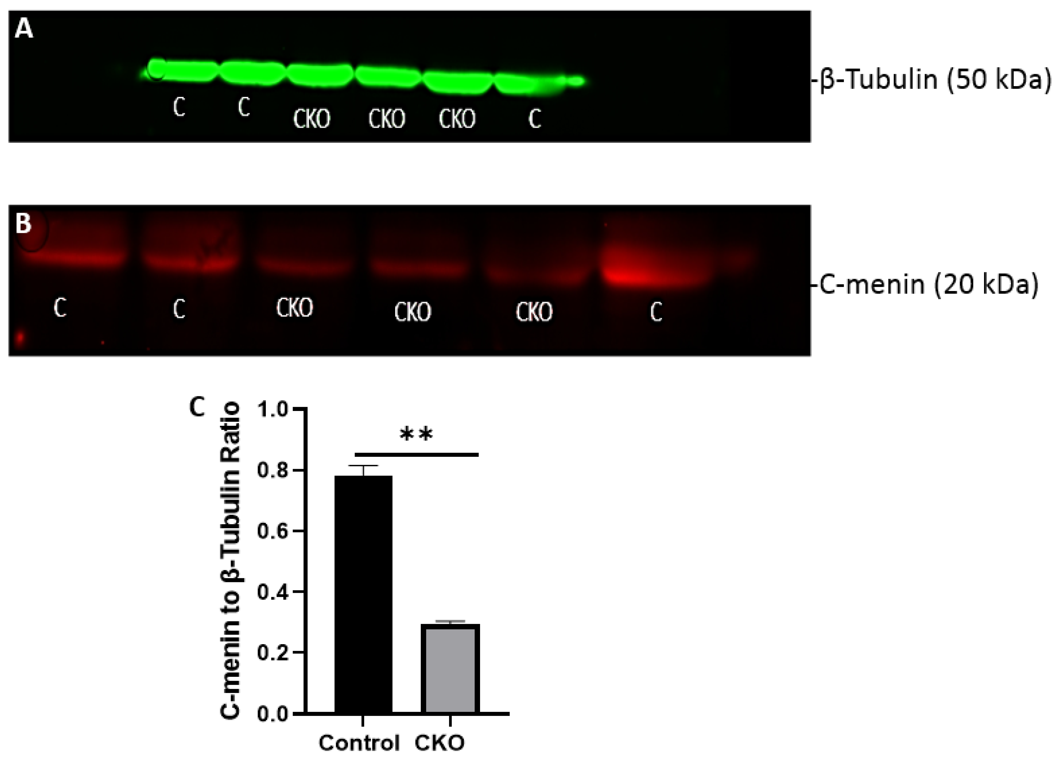 Selective Menin Deletion in the Hippocampal CA1 Region Leads to ...
