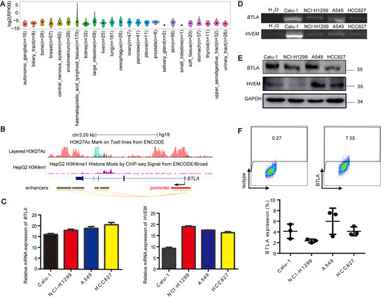 Tumor Cell-Intrinsic BTLA Receptor Inhibits the Proliferation of Tumor ...