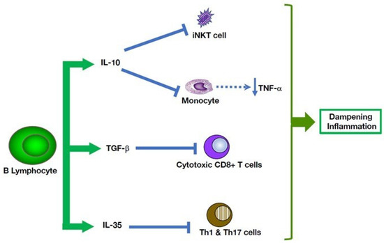 B Cells at the Cross-Roads of Autoimmune Diseases and Auto-Inflammatory ...