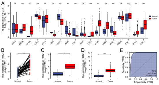 FUT2 Facilitates Autophagy and Suppresses Apoptosis via p53 and JNK ...