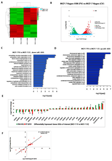 Cells Free Full Text Transcriptome Analysis Reveals Vimentin