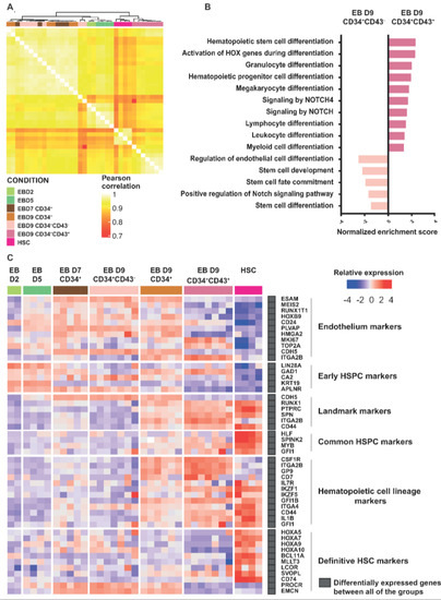 Generation of CD34+CD43+ Hematopoietic Progenitors to Induce Thymocytes ...