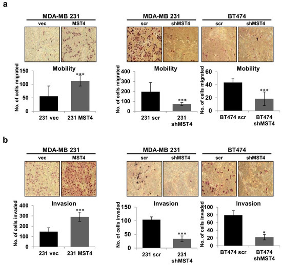 MST4: A Potential Oncogene and Therapeutic Target in Breast Cancer