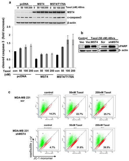 MST4: A Potential Oncogene and Therapeutic Target in Breast Cancer