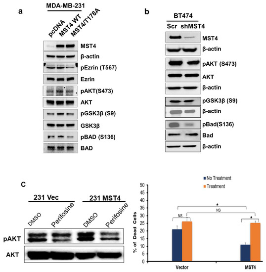 MST4: A Potential Oncogene and Therapeutic Target in Breast Cancer