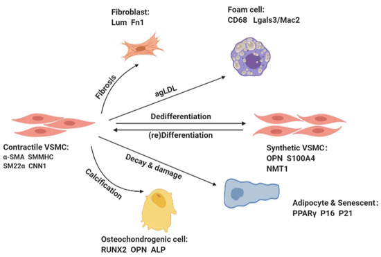 Cells | Free Full-Text | Vascular Smooth Muscle Cells Phenotypic Switching in Cardiovascular ...