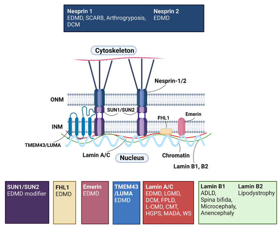 Cells | Free Full-Text | Genotype-Phenotype Correlations in Human ...