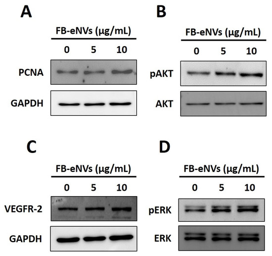 Engineered Nanovesicles from Fibroblasts Modulate Dermal Papillae Cells ...