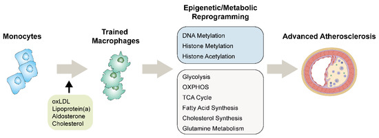 Cells | Free Full-Text | Innate Immune Memory in Monocytes and ...