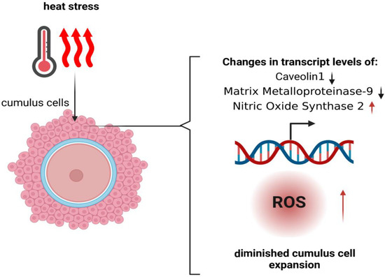 Effects of Heat Stress on Bovine Oocytes and Early Embryonic ...
