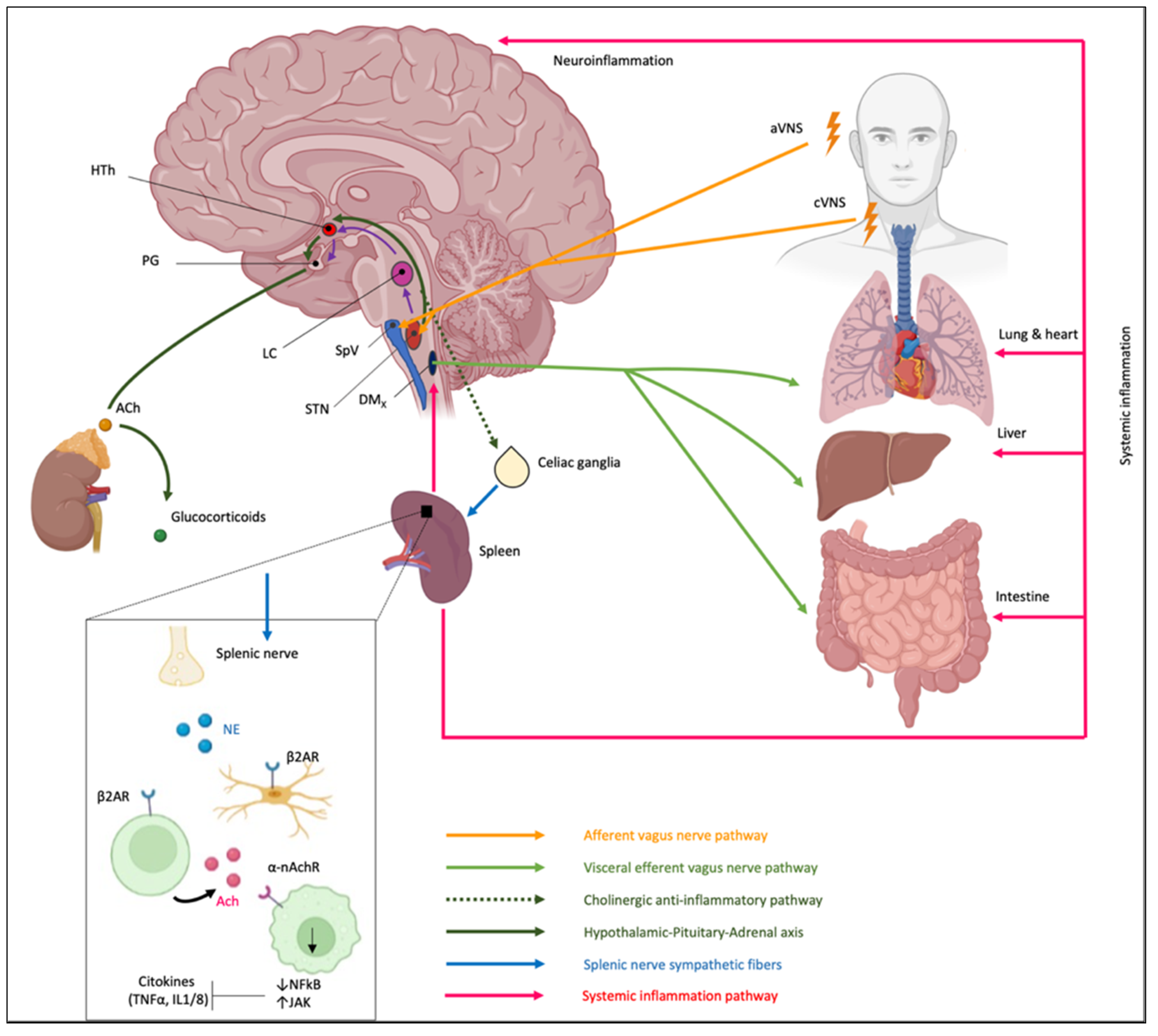 Location Of Vagus Nerve Modeling Vagus Nerve Stimulat - vrogue.co Location Of Vagus Nerve Modeling Vagus Nerve Stimulat - vrogue.co