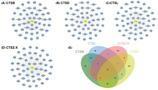 Cells | Free Full-Text | Cathepsins Trigger Cell Death and Regulate ...