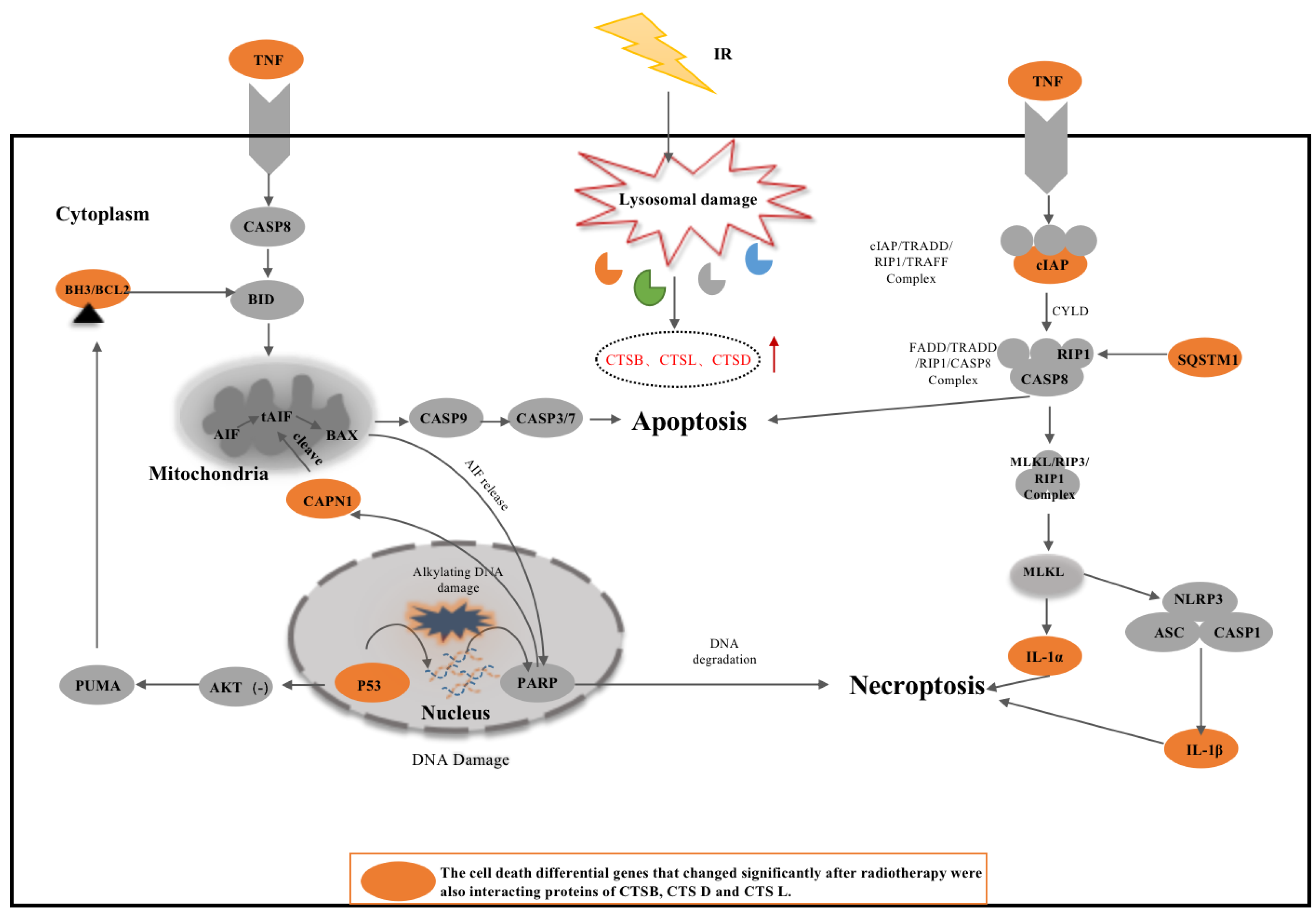 Cells | Free Full-Text | Cathepsins Trigger Cell Death and Regulate ...
