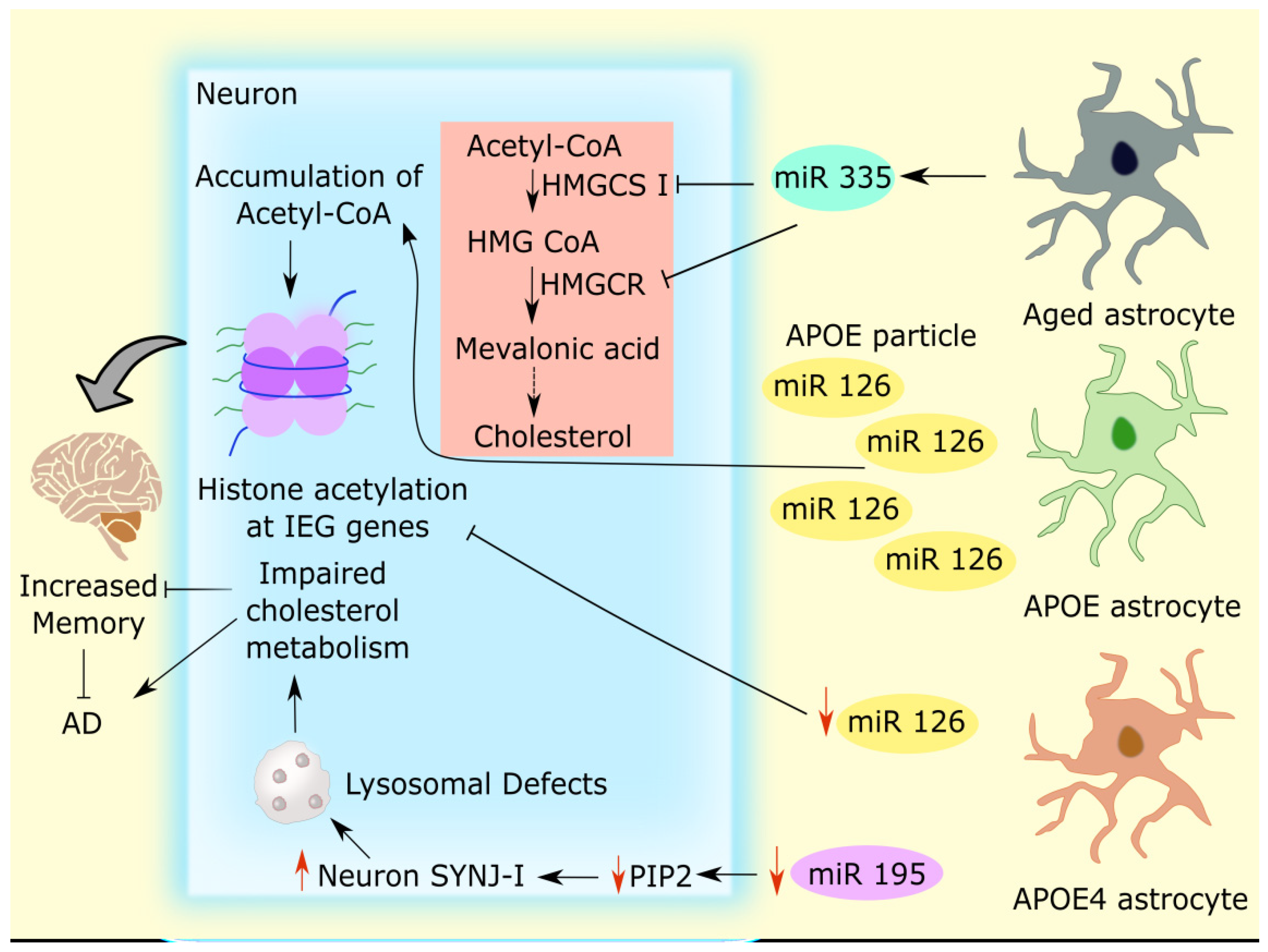 Astrocyte Neuron