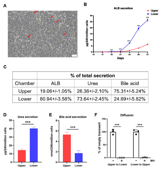 Hepatic Polarized Differentiation Promoted the Maturity and Liver ...